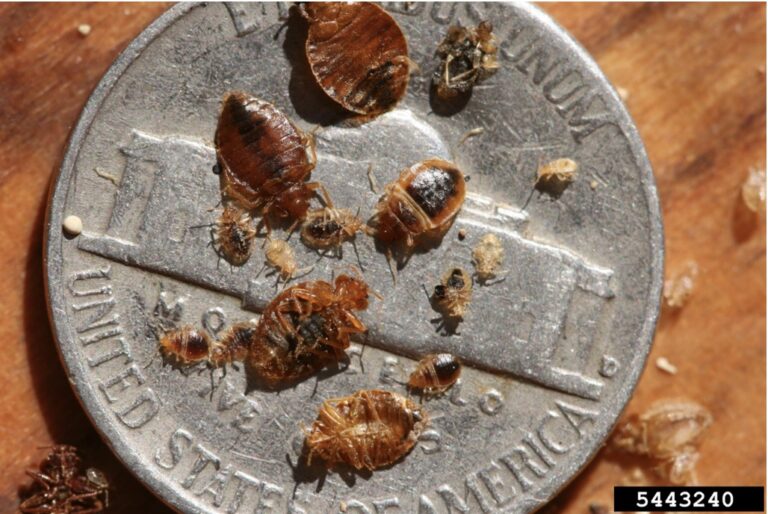 Bid Farewell to Bed Bugs: Vikane® Gas Fumigant - The Ultimate Solution ...